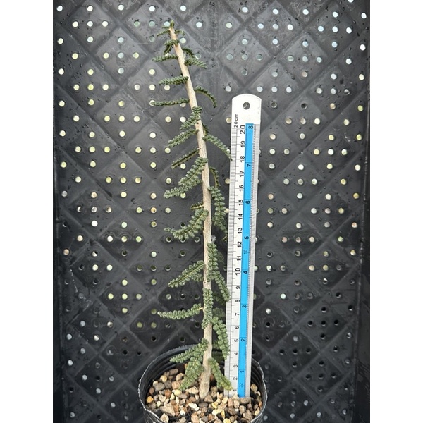 Commiphora planifrons的價格推薦 - 2025年10月 | 比價比個夠BigGo