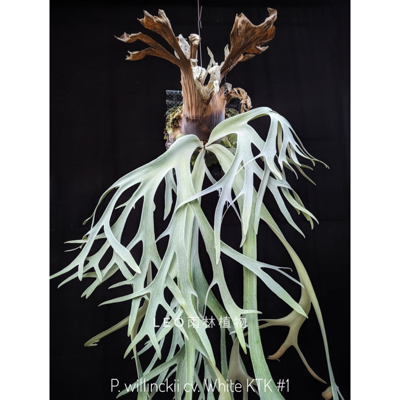 P.willinckii cv. White KTK #1白爪哇（侏儒爪哇、鹿角蕨、玉女、細菌、捲捲鹿） | 蝦皮購物