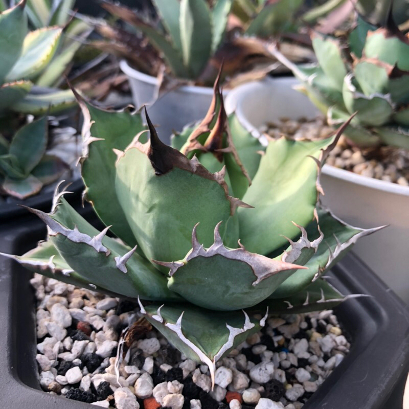 004嚴龍的價格推薦 - 2025年5月 | 比價比個夠BigGo