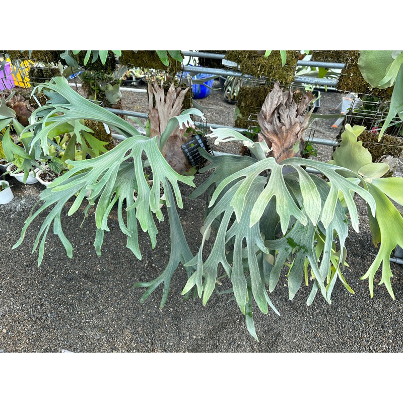 Pakorn的價格推薦 - 2023年6月| 比價比個夠BigGo