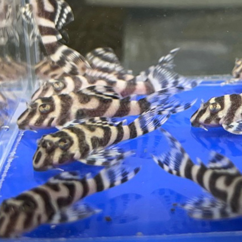 l333黃金帝王迷宮的價格推薦 - 2025年3月 | 比價比個夠BigGo