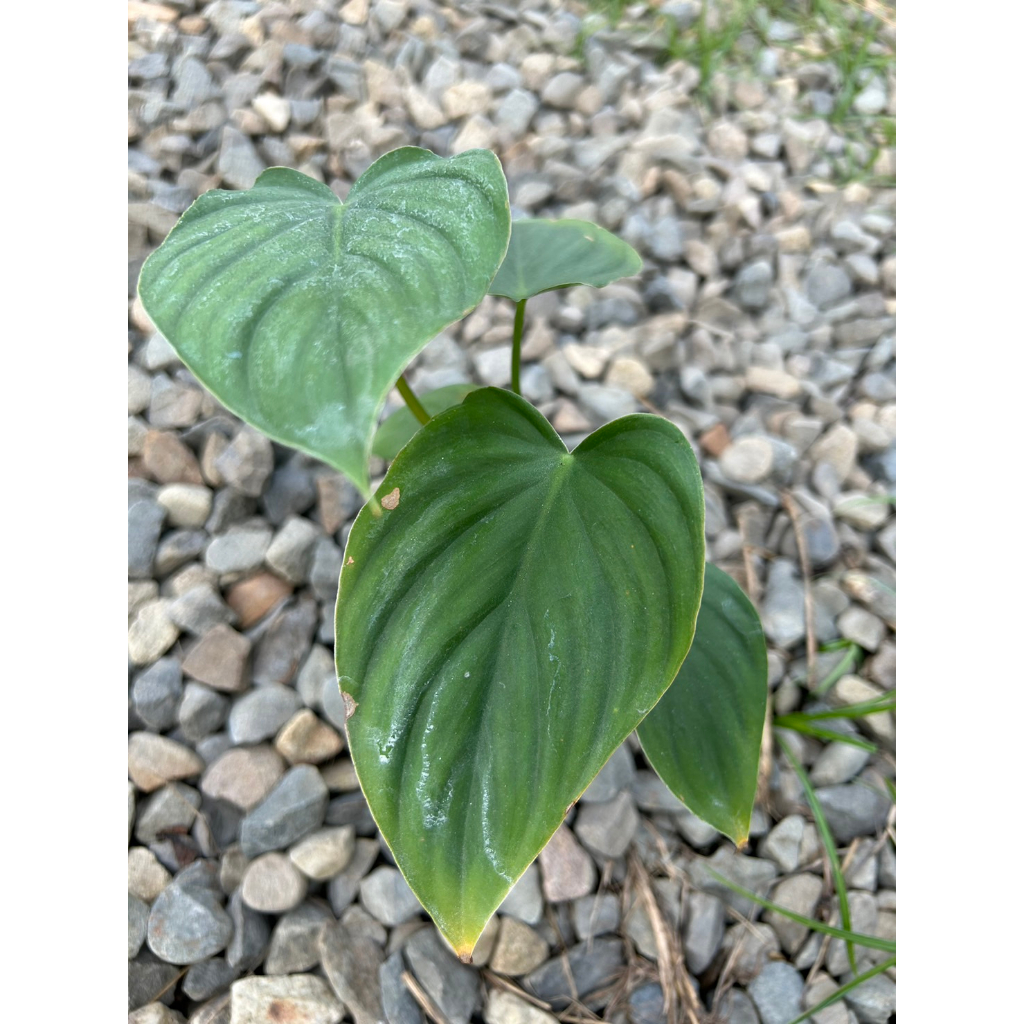 philodendron peltatum的價格推薦 - 2025年1月 | 比價比個夠BigGo
