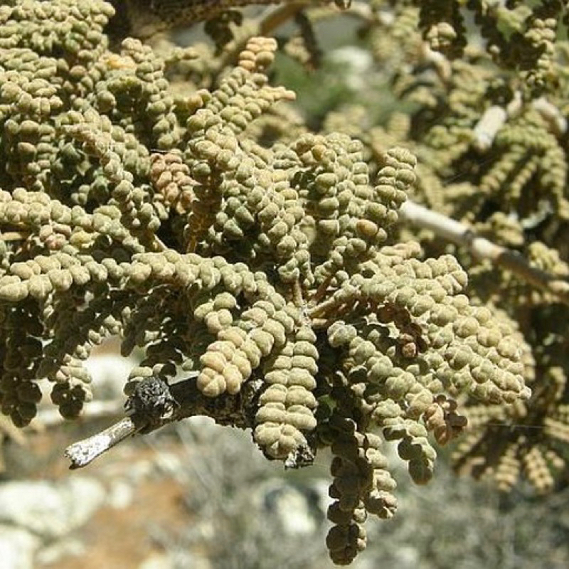 Commiphora planifrons的價格推薦 - 2025年10月 | 比價比個夠BigGo