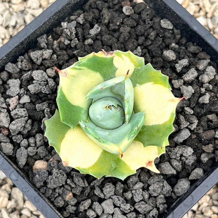 agave 蜜桃拿鐵的價格推薦 - 2025年12月 | 比價比個夠BigGo