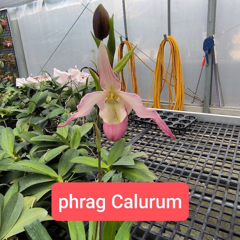 Phrag的價格推薦 - 2025年10月 | 比價比個夠BigGo