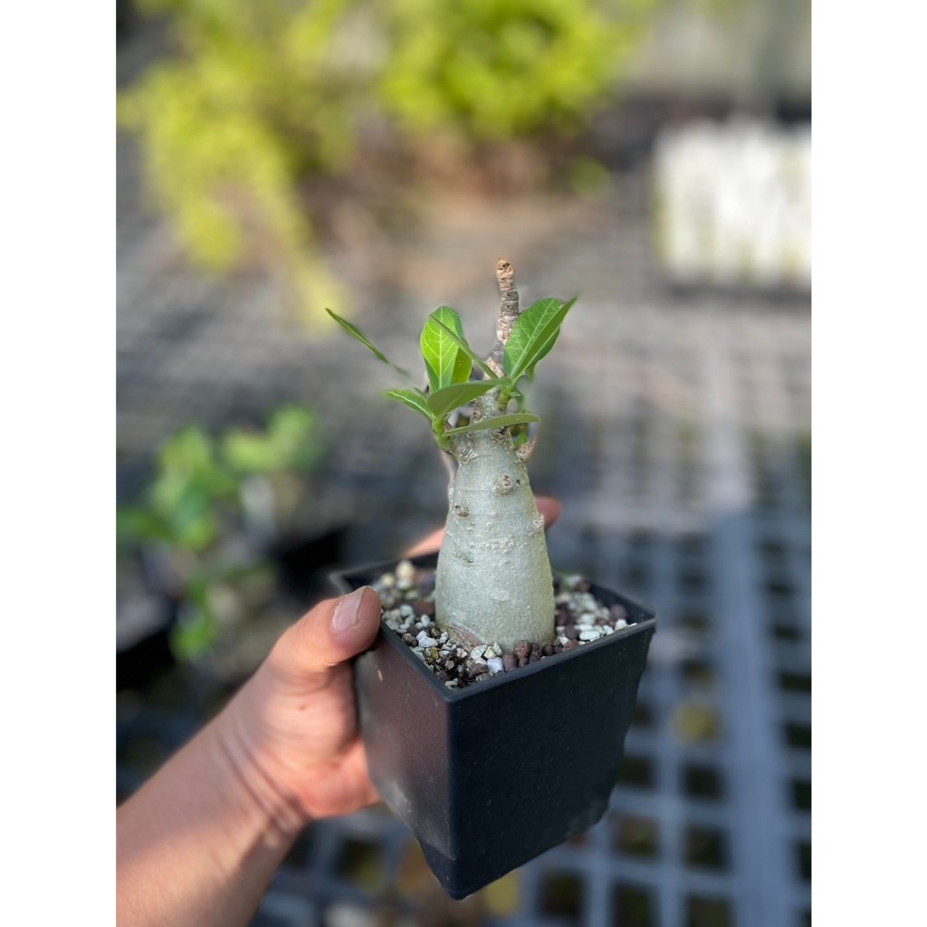 adenium arabicum的價格推薦 - 2025年8月 | 比價比個夠BigGo