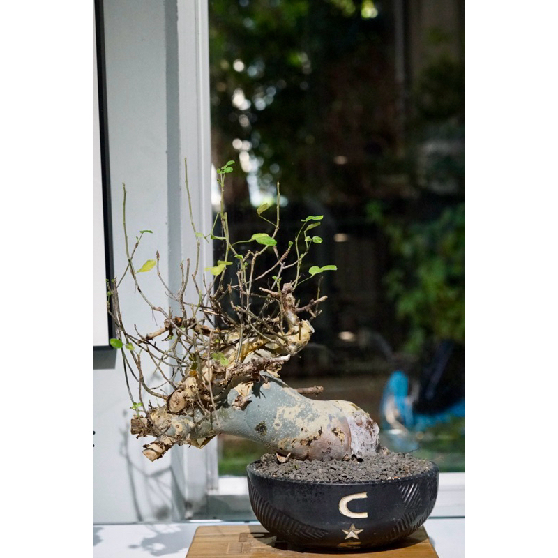 Kataf的價格推薦 - 2025年8月 | 比價比個夠BigGo