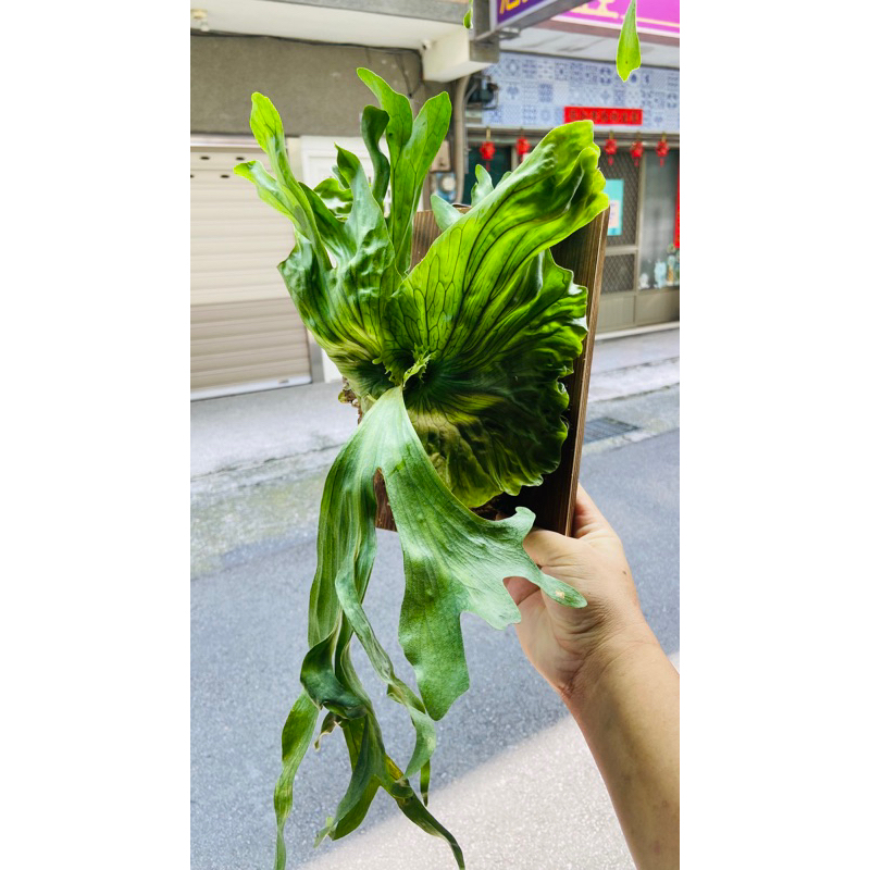 侏儒捲葉女王的價格推薦 - 2023年11月| 比價比個夠BigGo