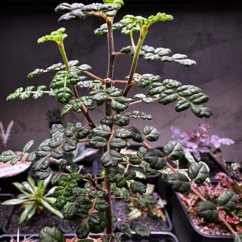 Commiphora planifrons的價格推薦 - 2024年9月| 比價比個夠BigGo