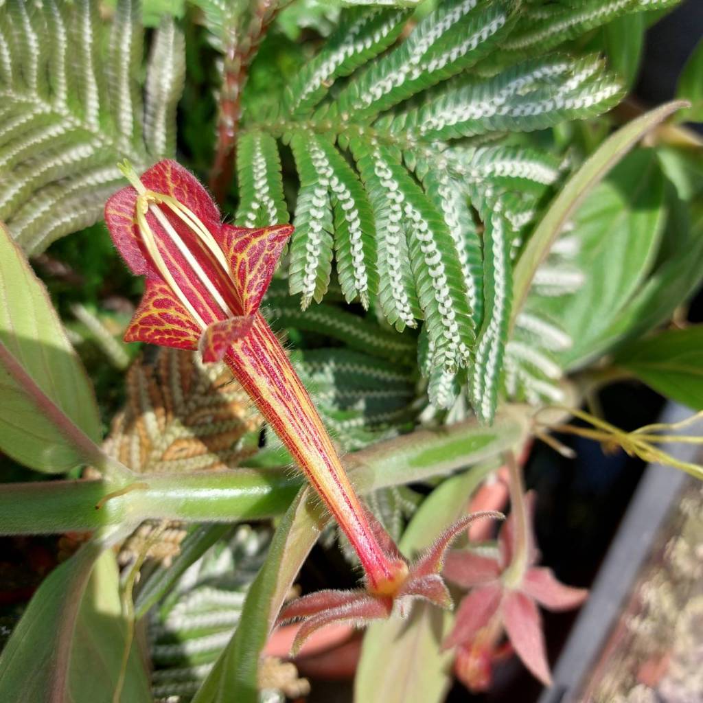 columnea的價格推薦 - 2025年12月 | 比價比個夠BigGo