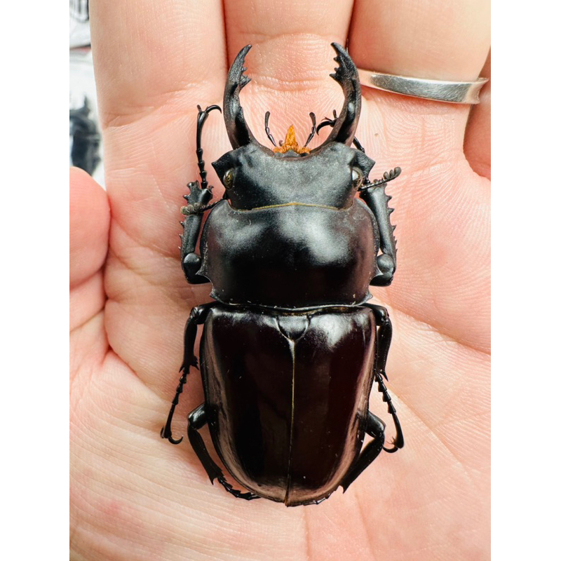 大圓翅的價格推薦 - 2024年7月| 比價比個夠BigGo