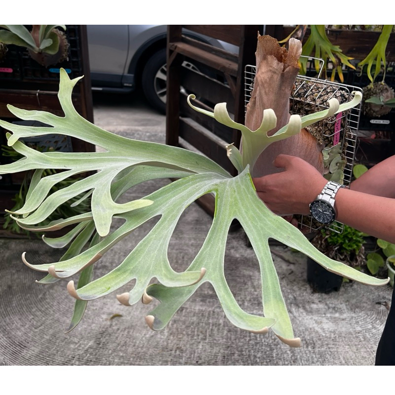 Woot鹿角蕨的價格推薦 - 2024年6月| 比價比個夠BigGo