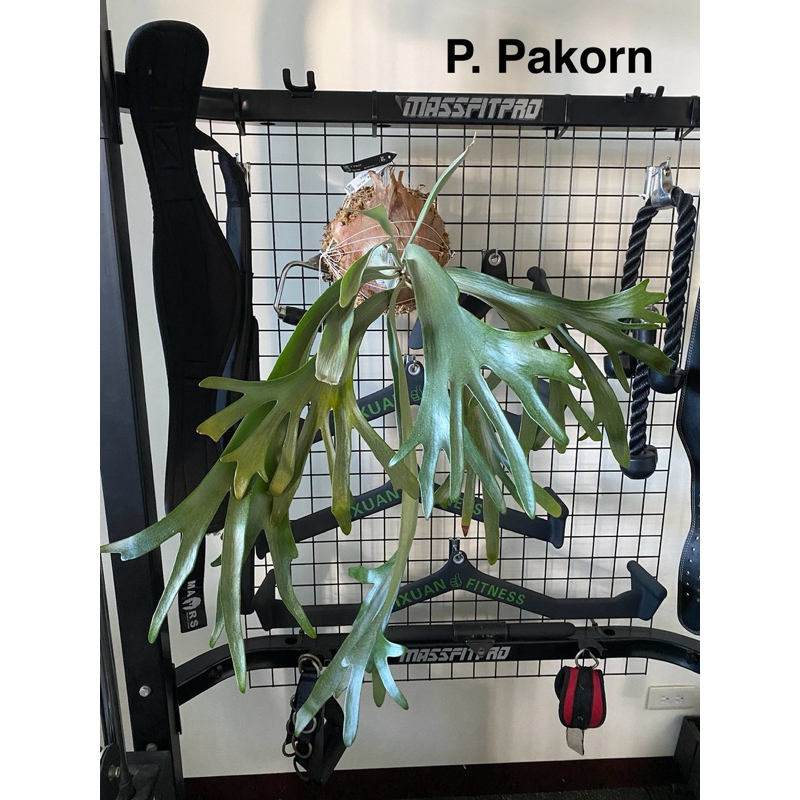 Pakorn的價格推薦 - 2024年5月| 比價比個夠BigGo