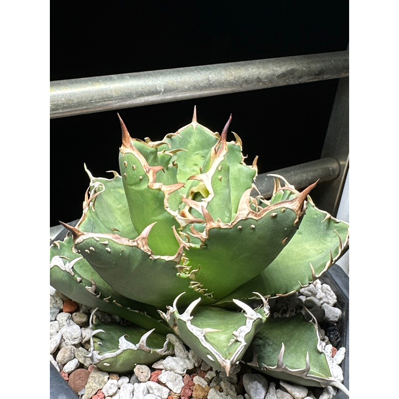 Fo-222的價格推薦 - 2024年8月| 比價比個夠BigGo