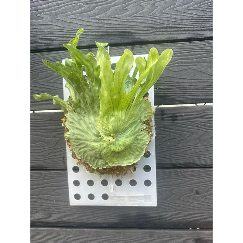 侏儒捲葉女王的價格推薦 - 2024年10月| 比價比個夠BigGo