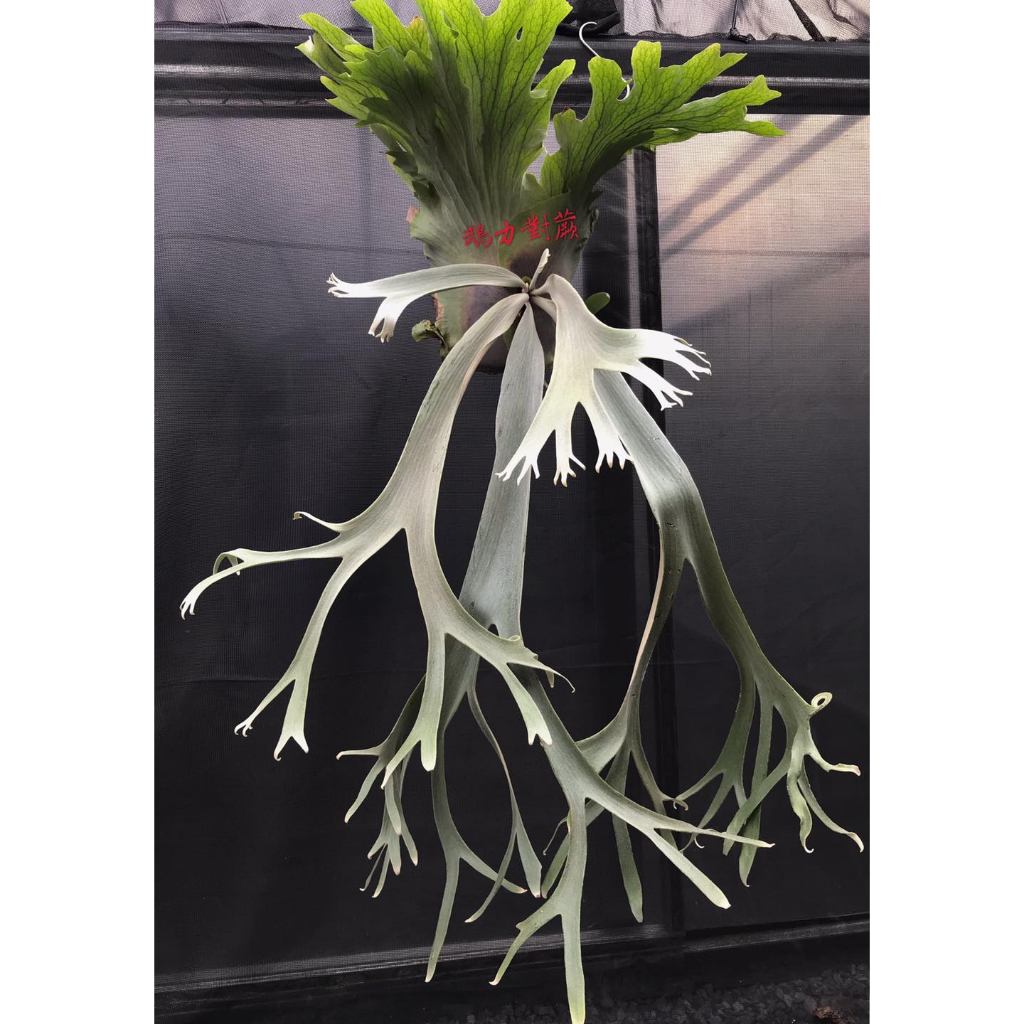 野貓鹿角蕨的價格推薦 - 2024年3月| 比價比個夠BigGo