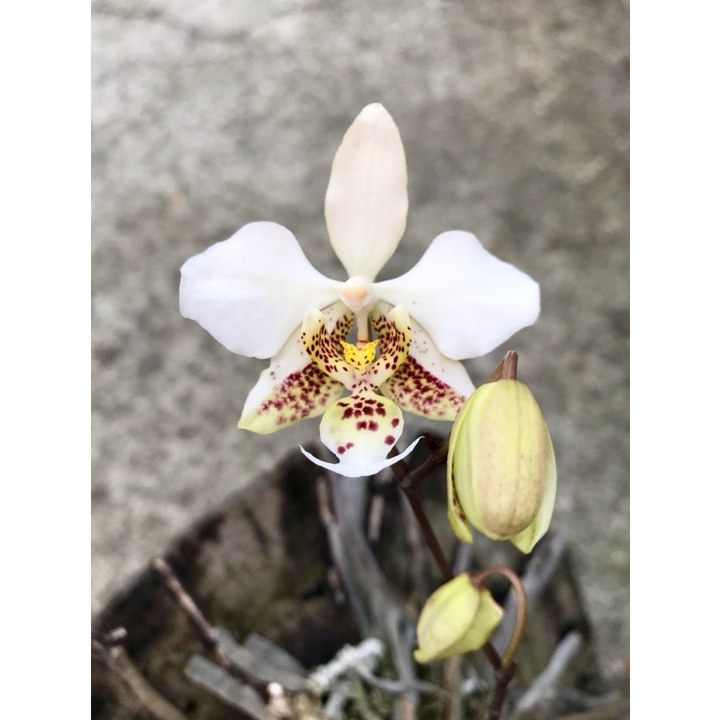 Stuartiana的價格推薦 - 2024年8月| 比價比個夠BigGo