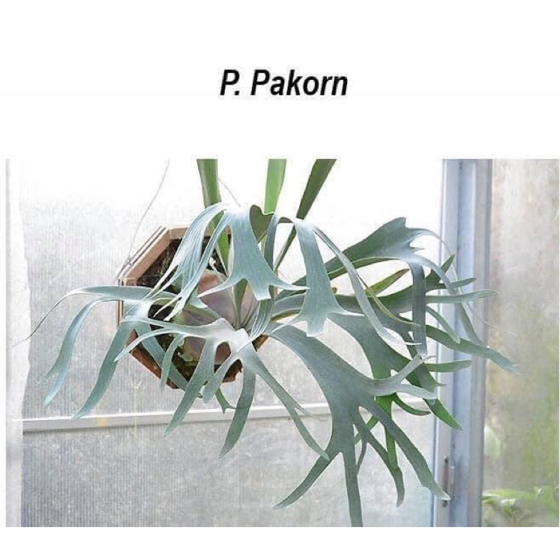 pakorn的價格推薦 - 2024年9月| 比價比個夠BigGo