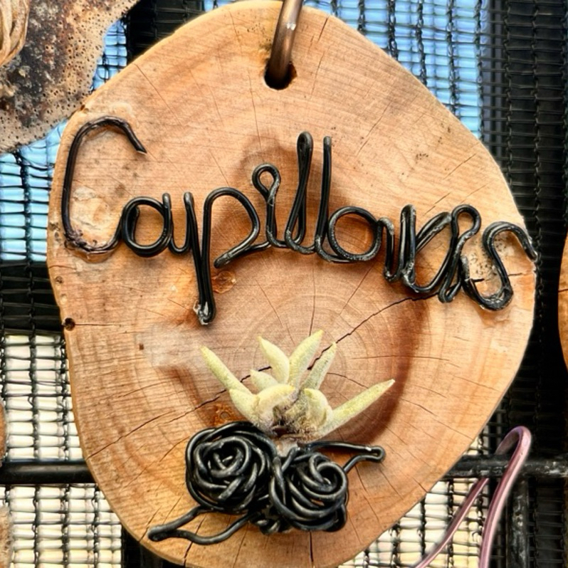 capillaris 卡畢瑞斯的價格推薦 - 2025年7月 | 比價比個夠BigGo