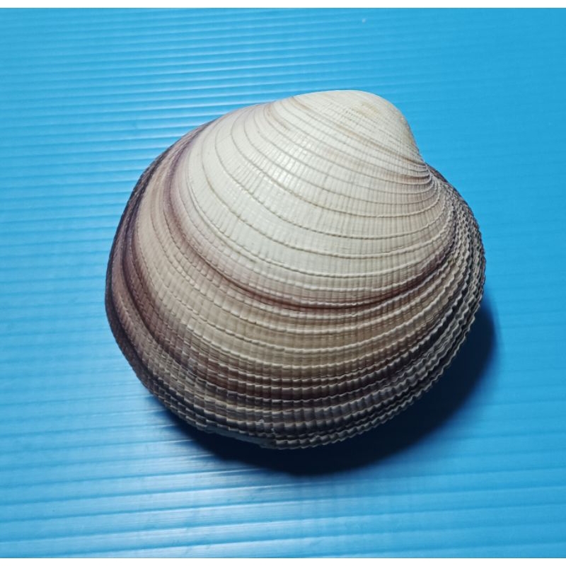 紫砂蛤的價格推薦 - 2025年12月 | 比價比個夠BigGo