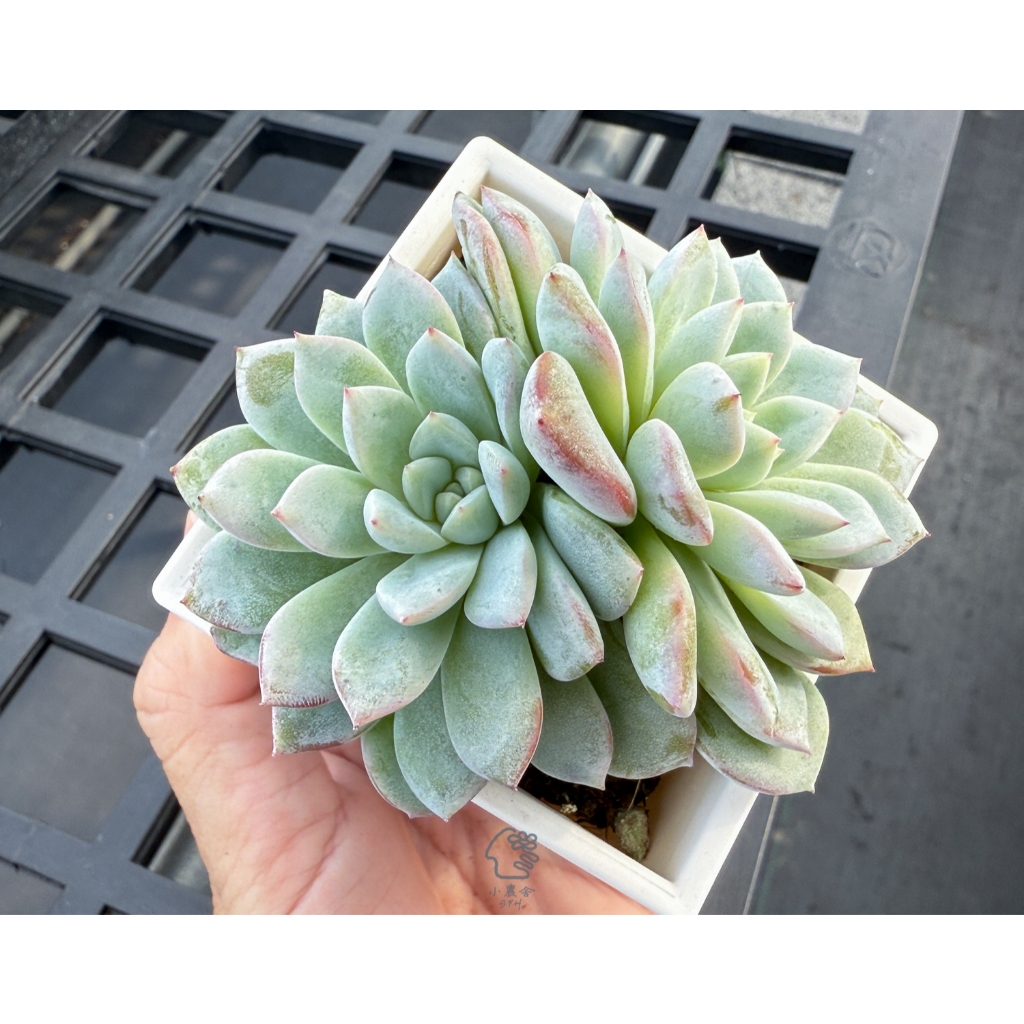 多肉植物 格林童話的價格推薦 - 2025年11月 | 比價比個夠BigGo