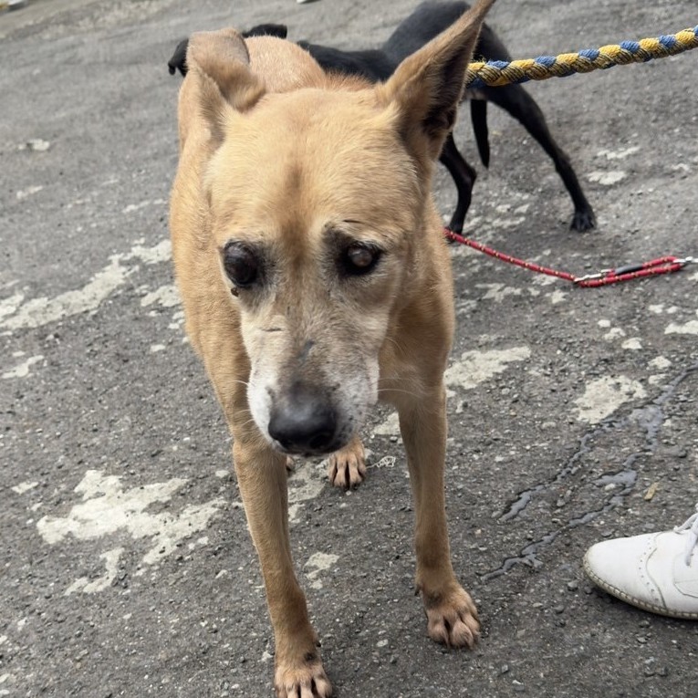 二手 日本 GC Game Controller 任天堂 Nintendo Switch 對應遊戲手柄 控制器 手把 - 浪浪回家二手10元 ...