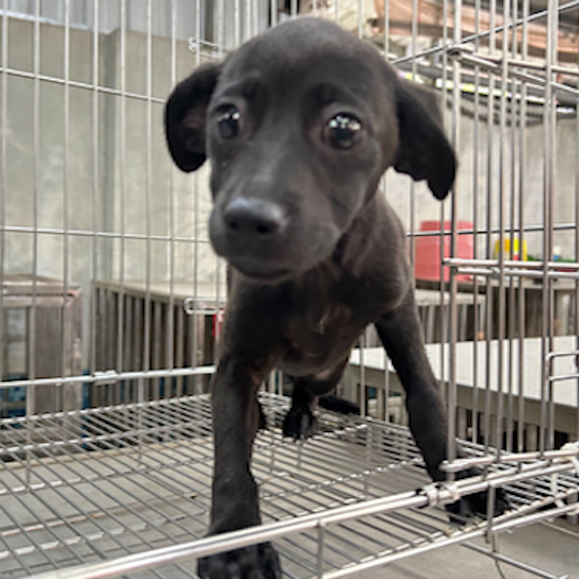 二手 德國 BRAUN 百靈 電動刮鬍刀 主機 5513 男士精密鬍鬚修剪器 理髮器 剃鬍 除毛 理頭髮 剃頭 鬍子 - 浪浪回家二手10元 ...