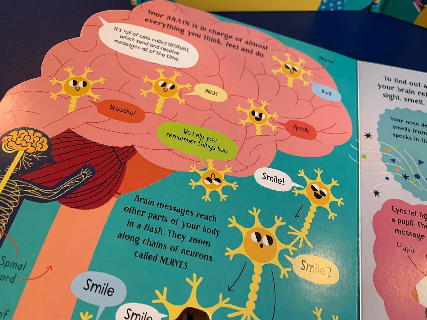 英文科普知識繪本Usborne Step Inside Science Your Body人體🍀硬頁翻翻書🍀缺書店 - 缺書店【英文童書繪本 ...